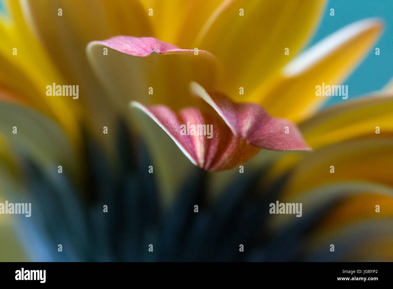 Selective focus - Flower Stock Photo - Alamy