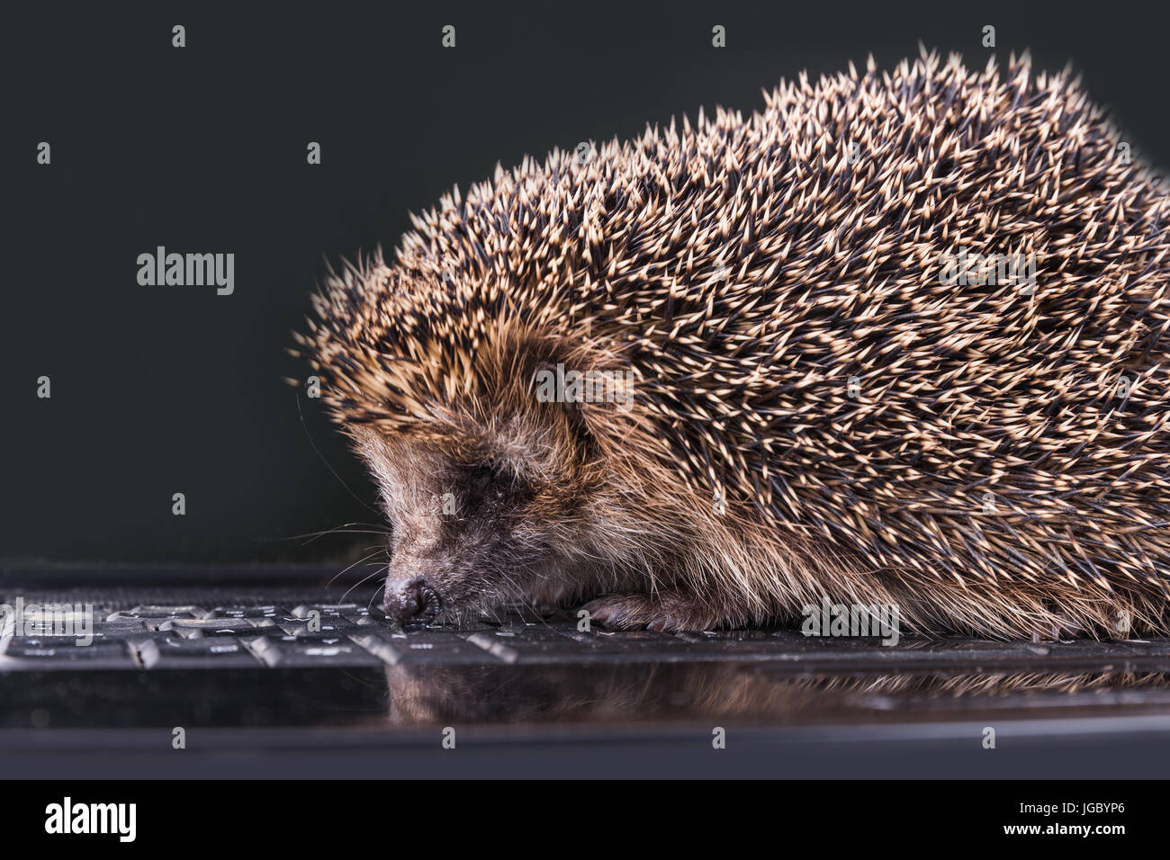 Hedgehog climbs through the laptop, cute hedgehog Stock Photo - Alamy