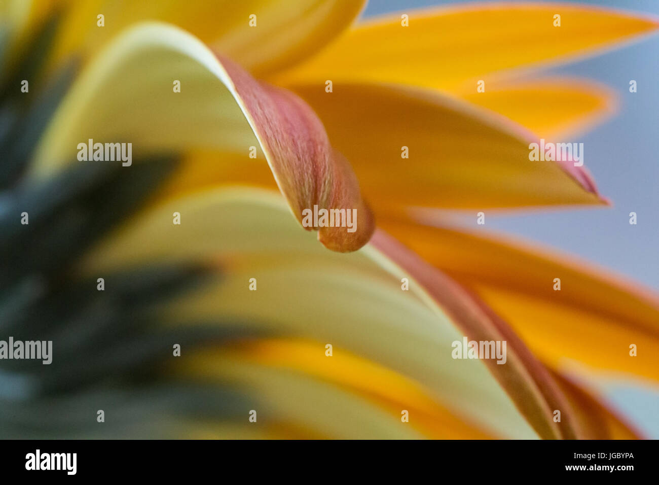 Selective focus - Flower Stock Photo - Alamy