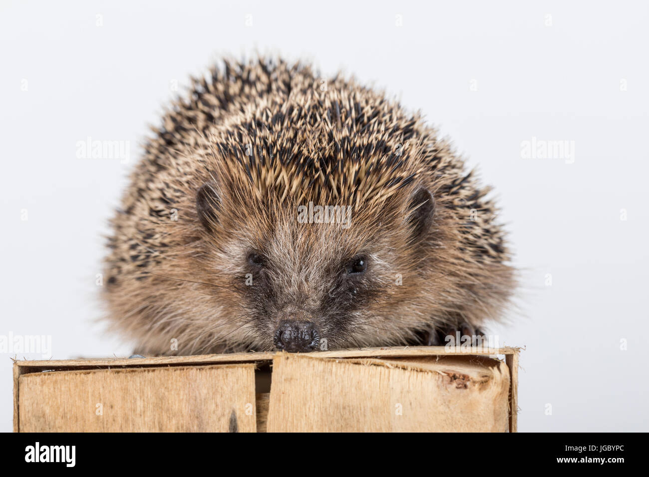 Cute hedgehog on a wooden box Stock Photo - Alamy