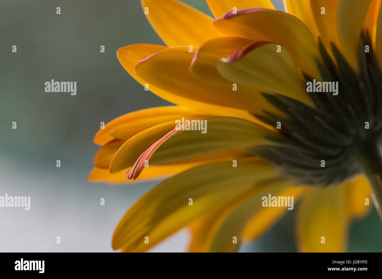 Auum hi-res stock photography and images - Alamy