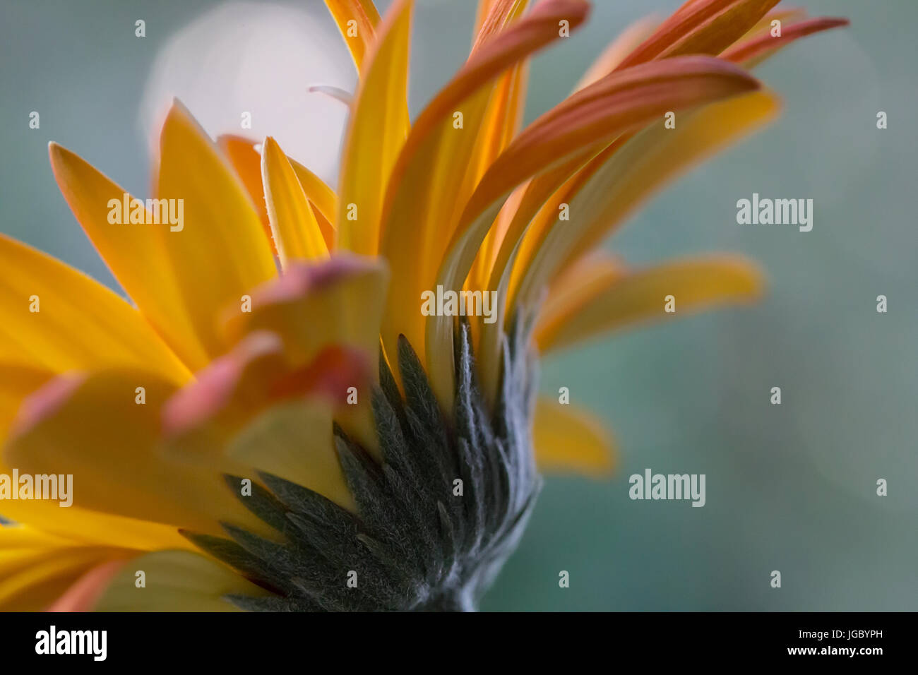 Auum hi-res stock photography and images - Alamy