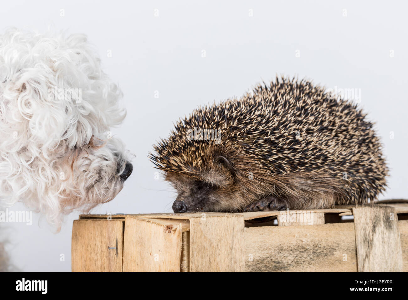The dog examines the hedgehog of the hedgehog. Friendship between a ...