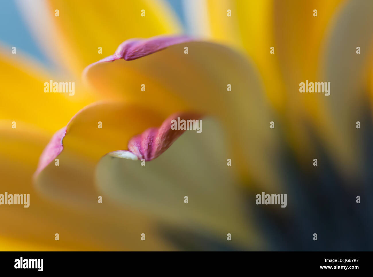 Selective focus - Flower Stock Photo - Alamy