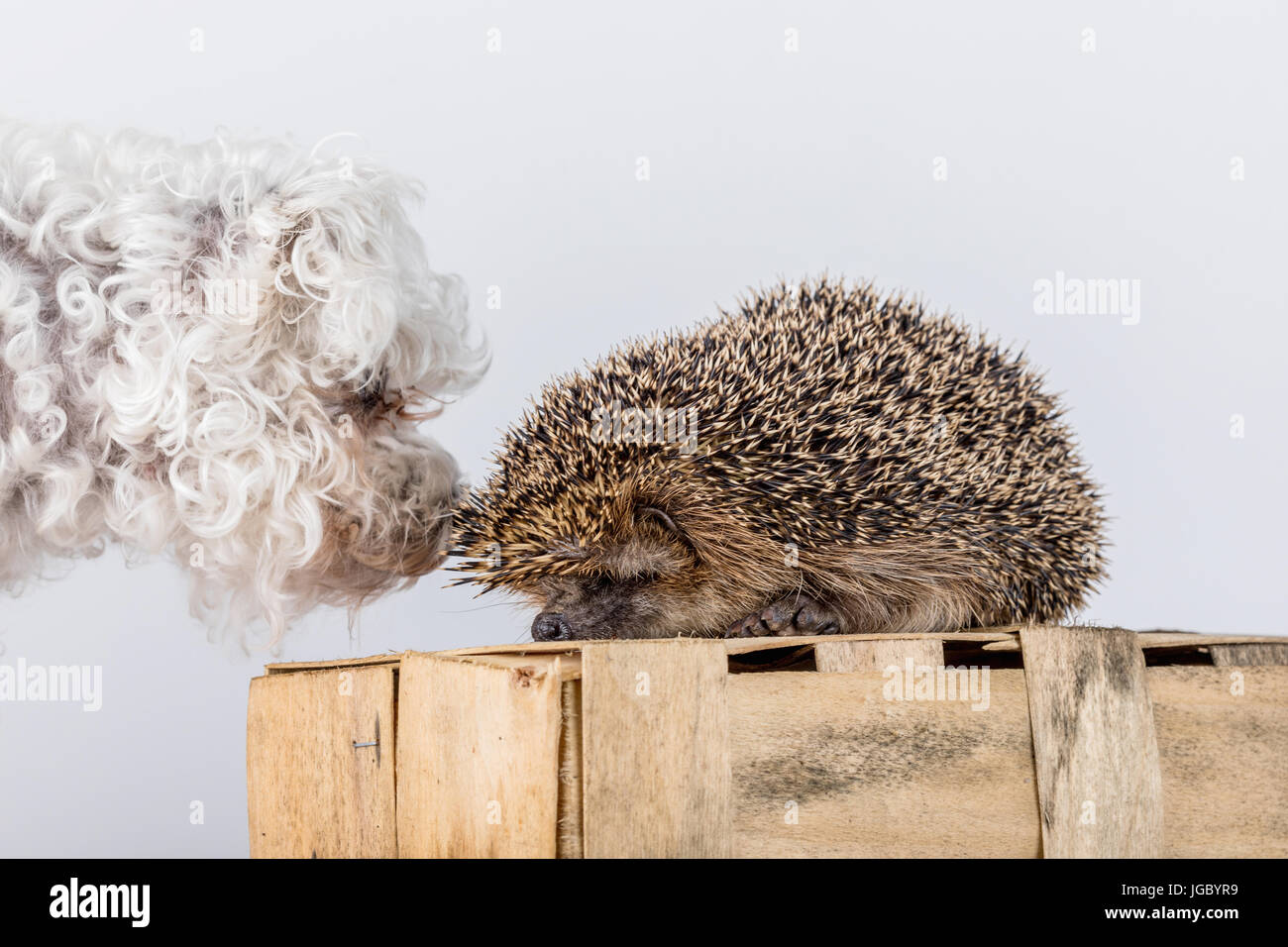 The dog examines the hedgehog of the hedgehog. Friendship between a ...