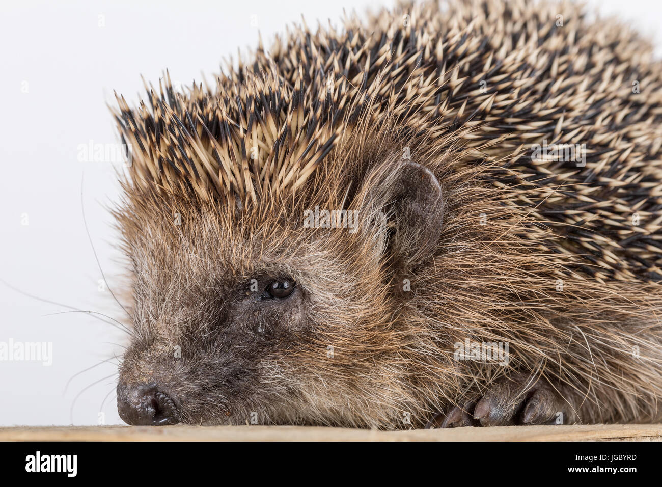 Portrait of little hedgehog, cute hedgehog Stock Photo - Alamy