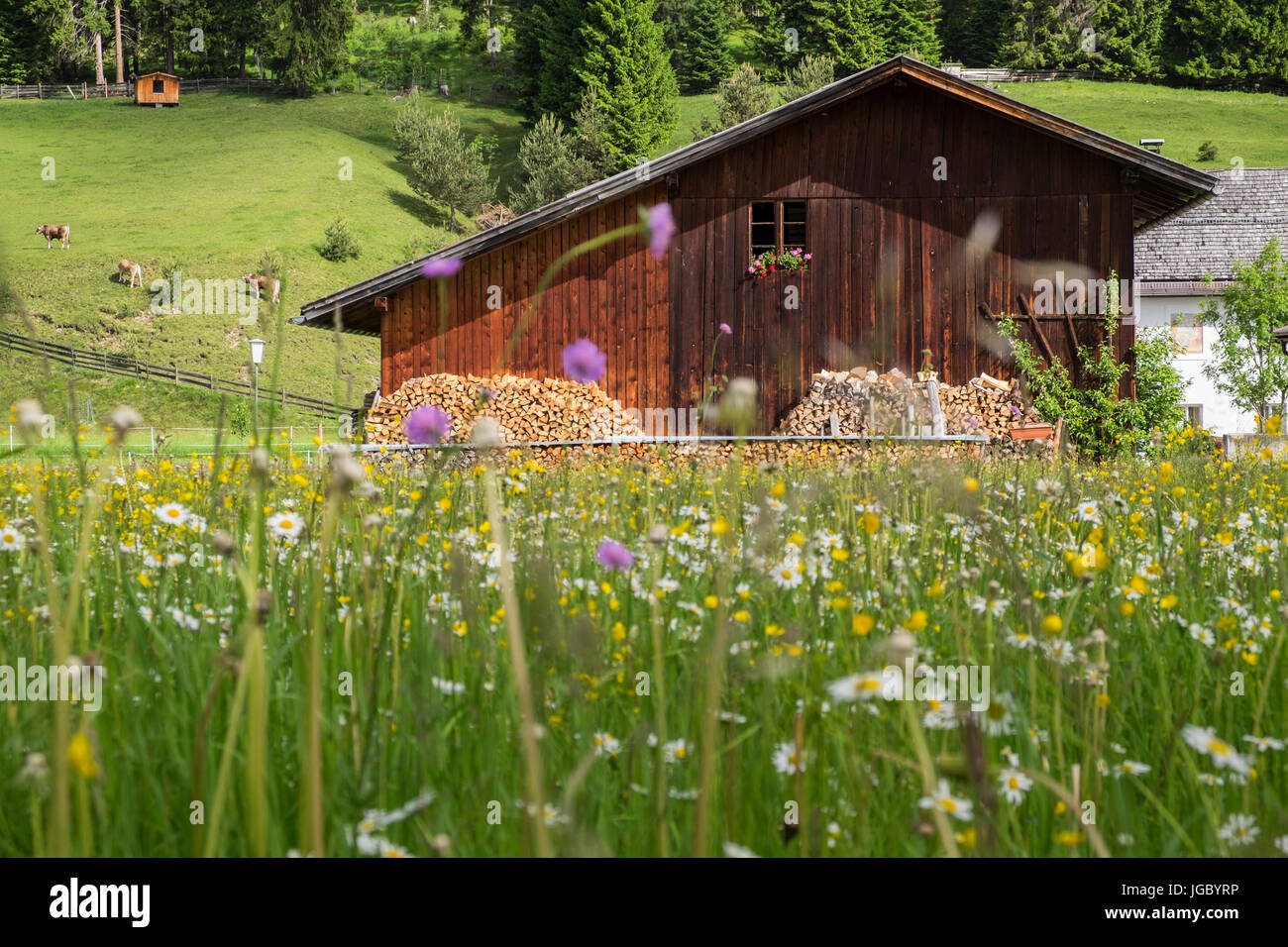 Wooden barn with logs piled outside in an Alpine meadow at Kirch Platz ...