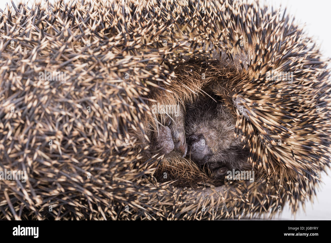 Portrait of little hedgehog, cute hedgehog Stock Photo - Alamy