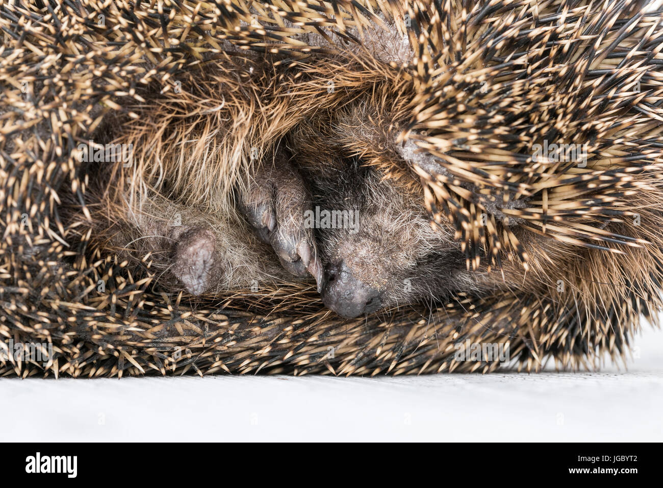 Portrait of little hedgehog, cute hedgehog Stock Photo - Alamy