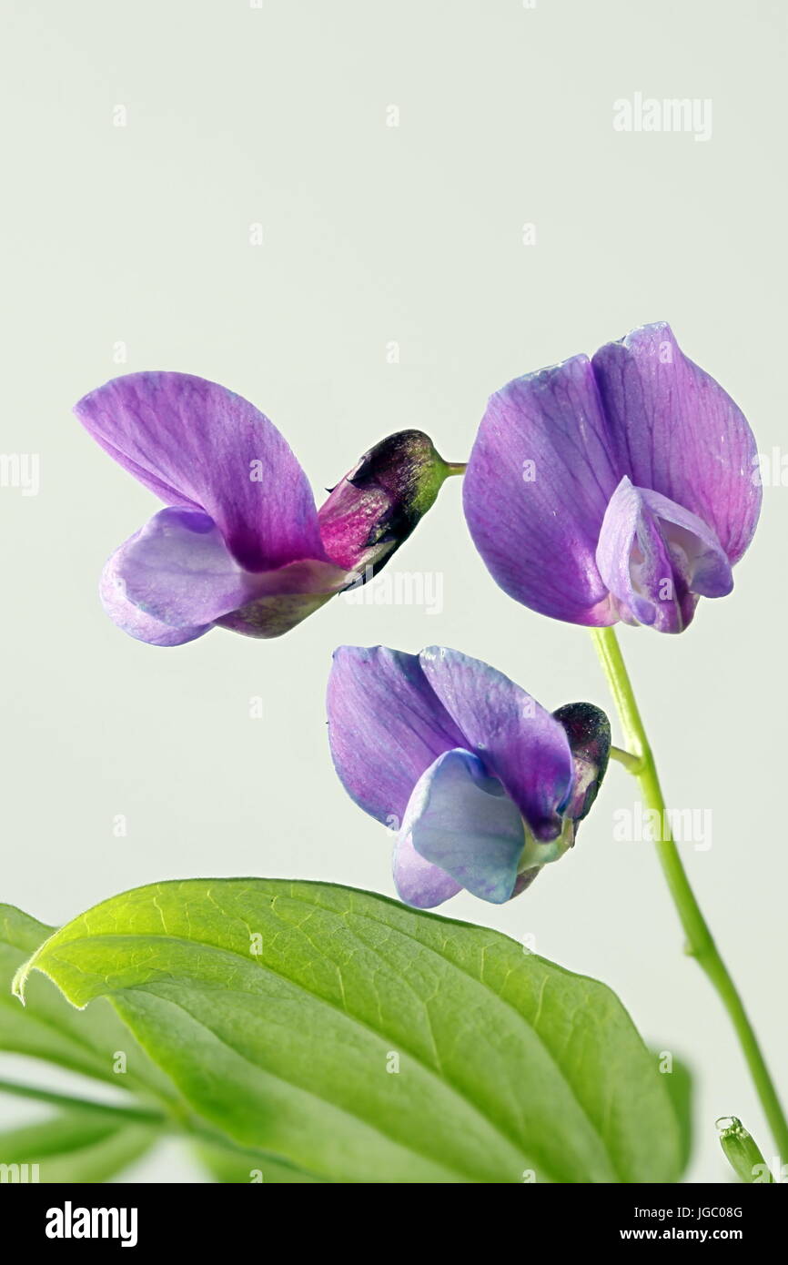 Pea flower structure hi-res stock photography and images - Alamy