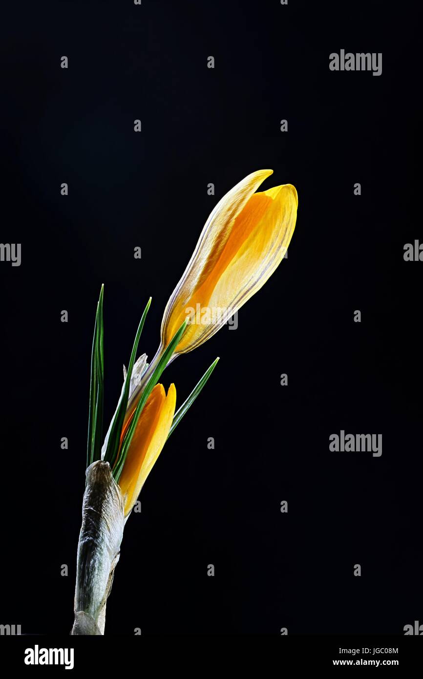 Crocus with black background Stock Photo - Alamy