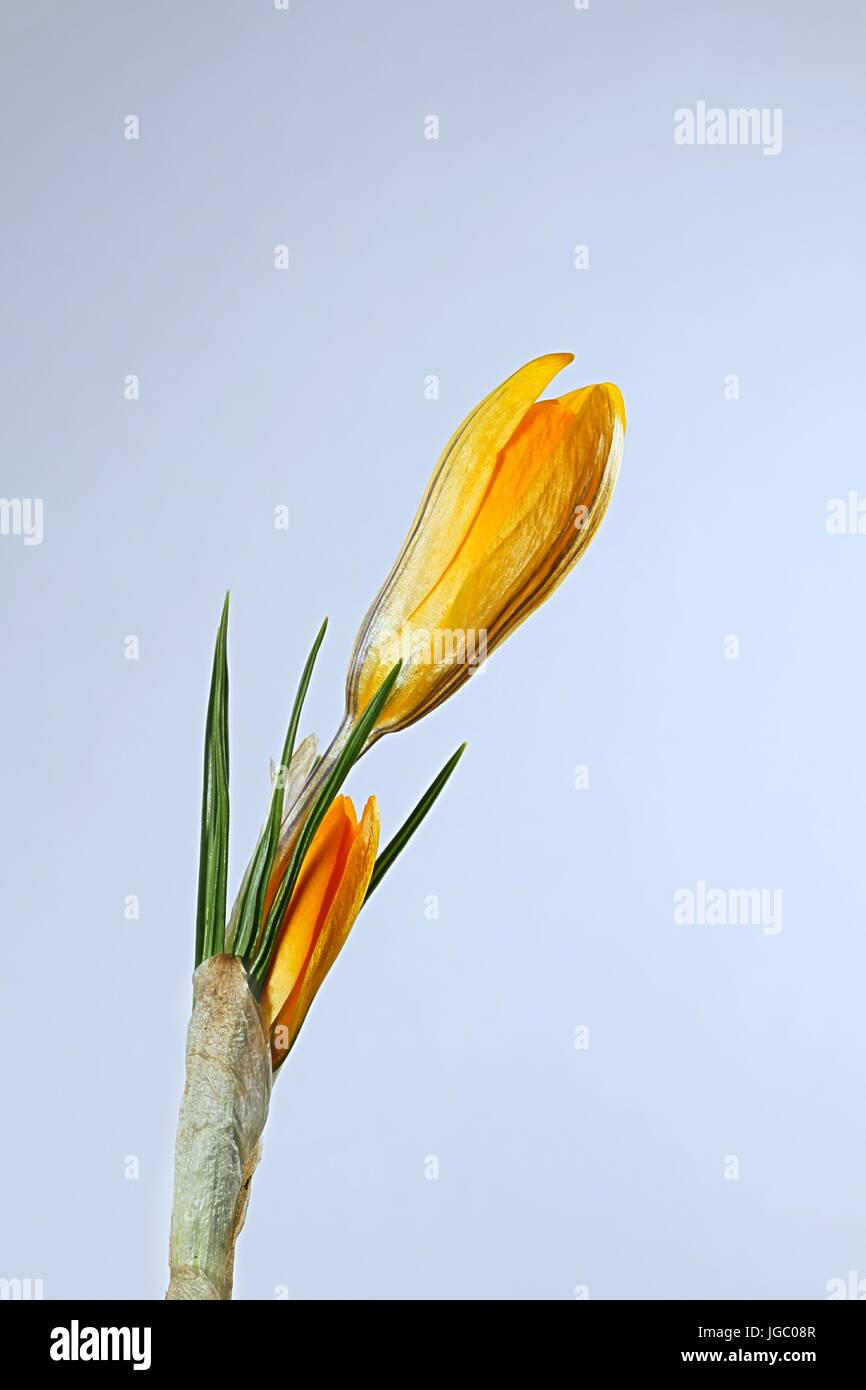 Blue saffron crocus hi-res stock photography and images - Alamy