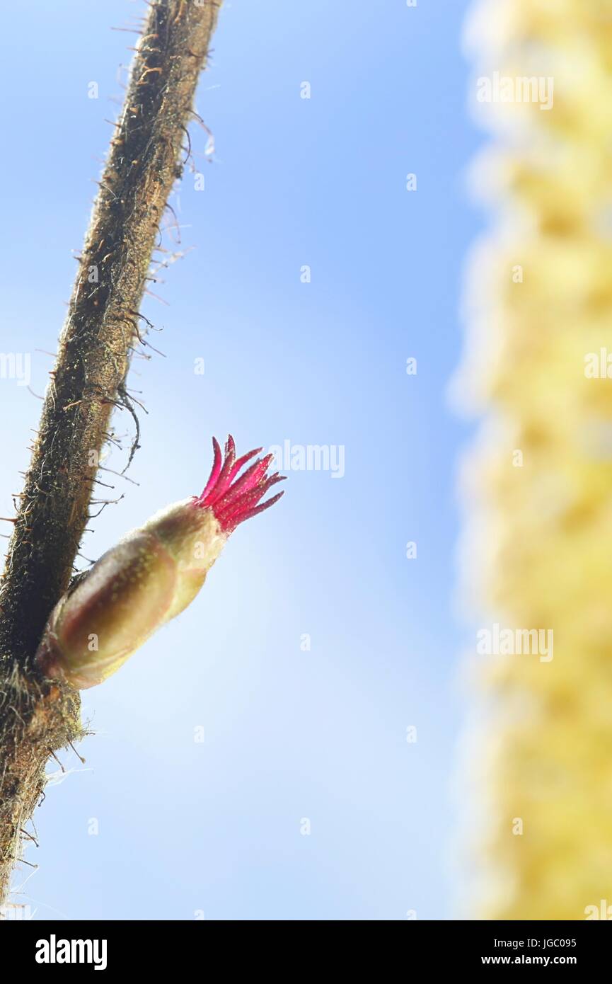 Hazel catkins male female hi-res stock photography and images - Alamy
