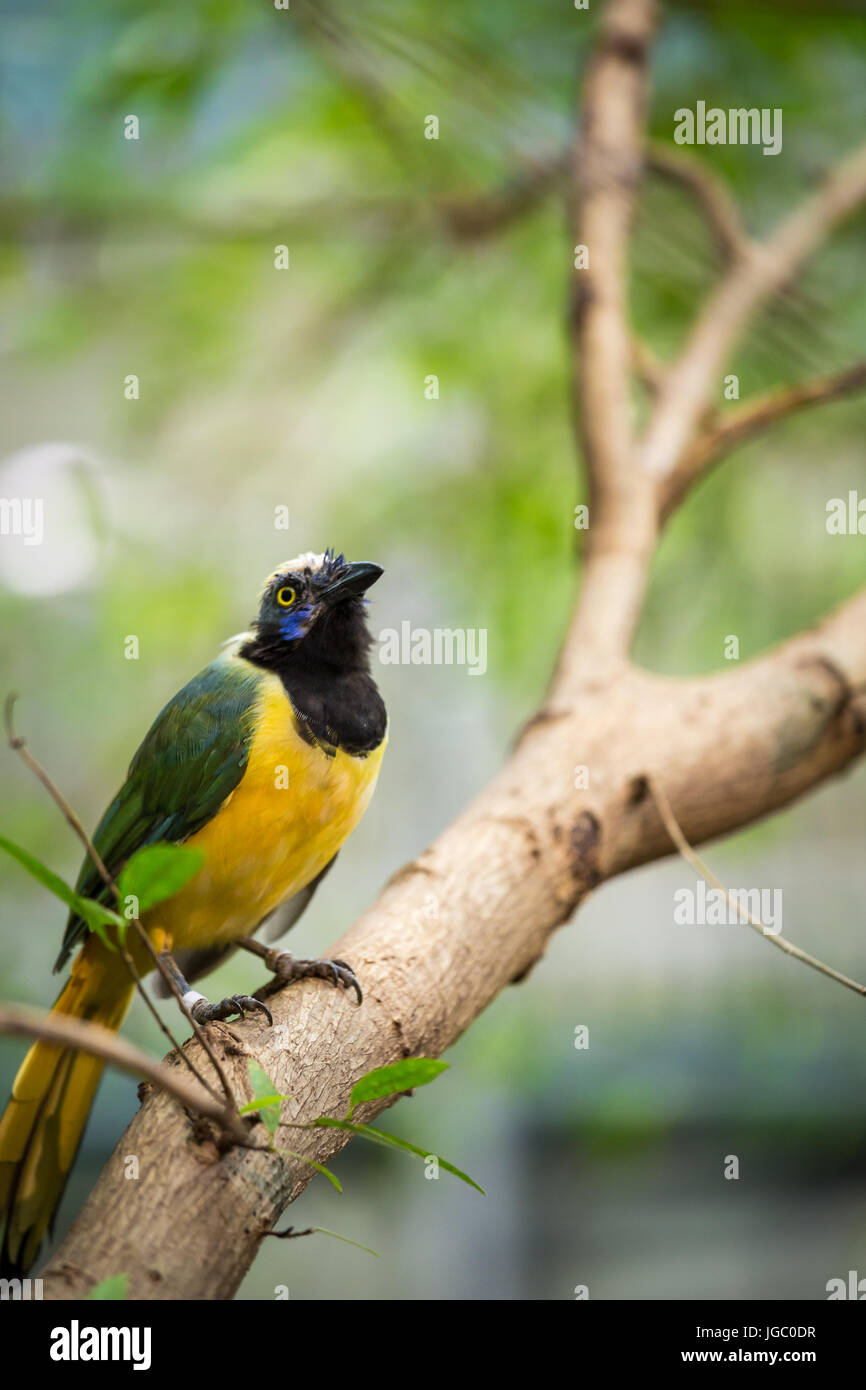 Inca jay cyanocorax yncas hi-res stock photography and images - Alamy
