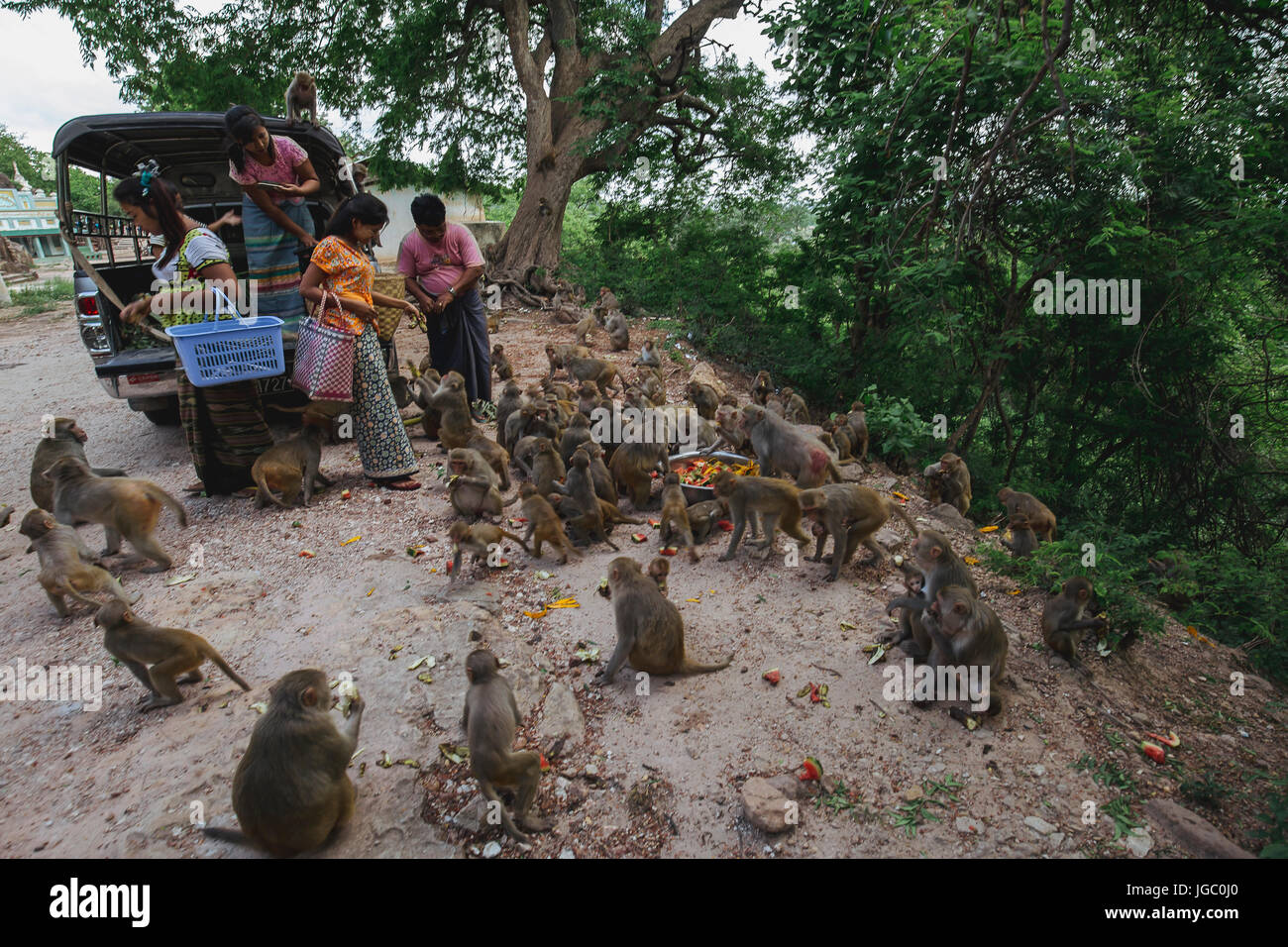 Animal Po Stock Photos & Animal Po Stock Images - Alamy