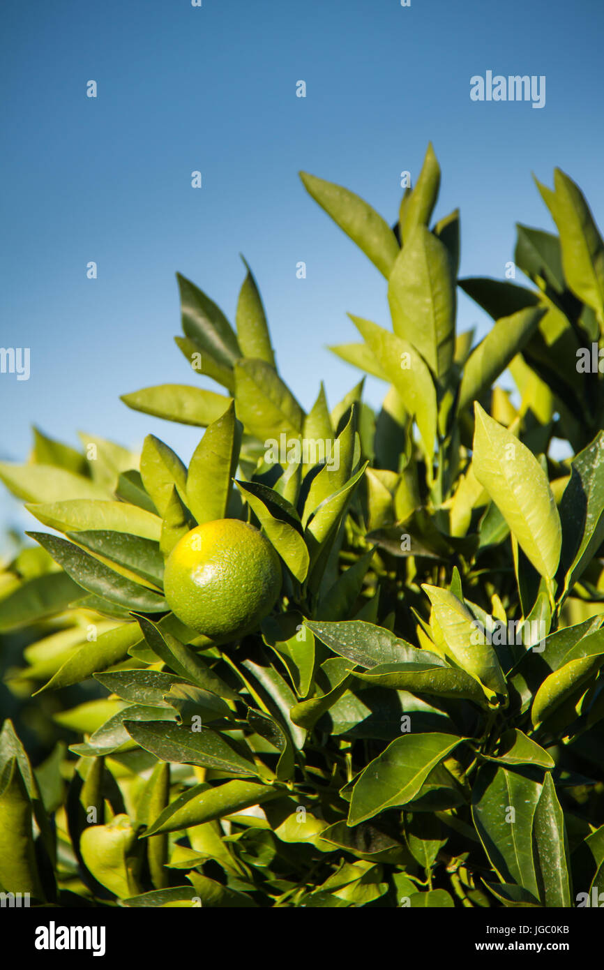 Lime tree hi-res stock photography and images - Alamy