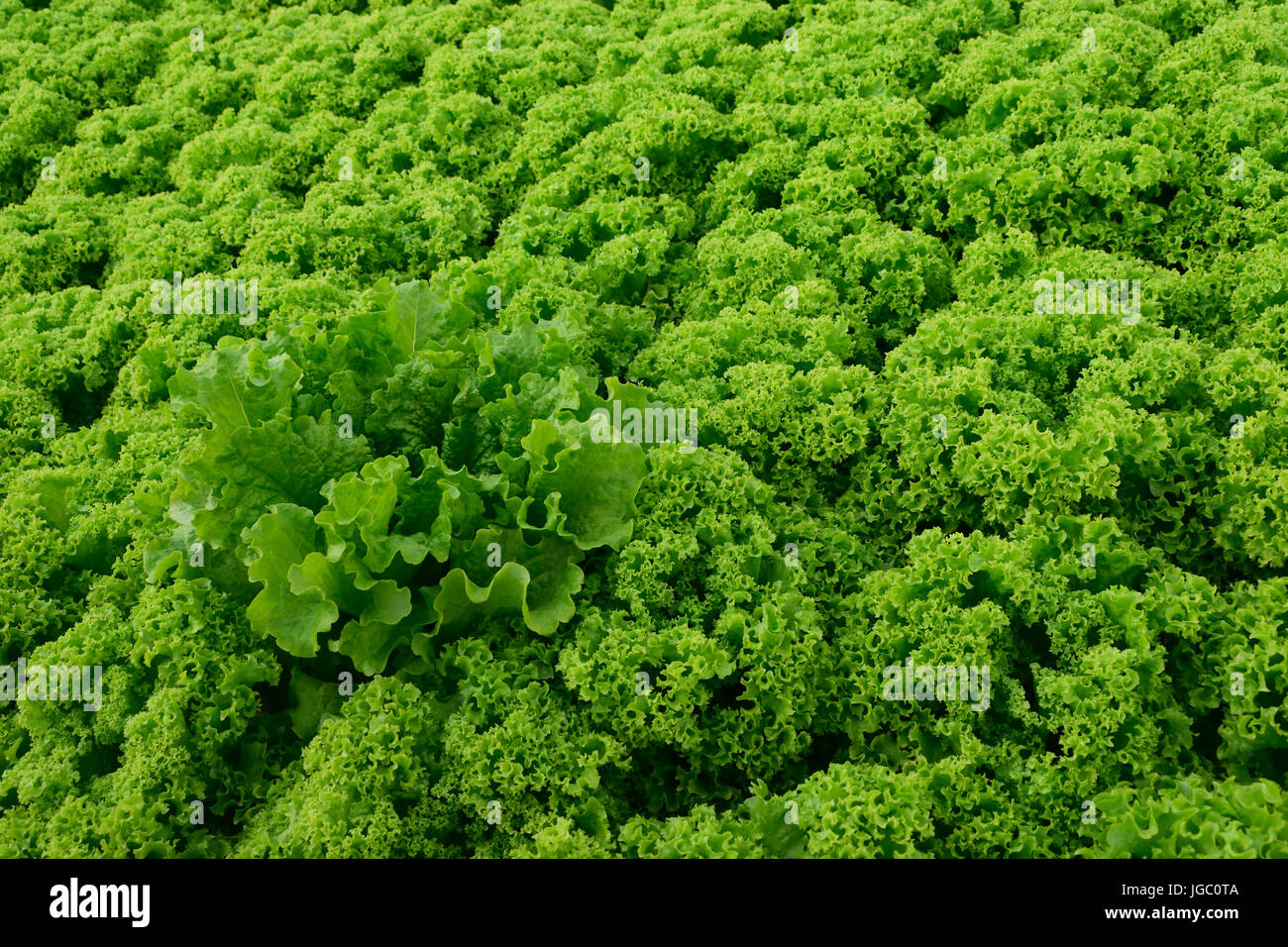 Lettuce garden aerial hi-res stock photography and images - Alamy