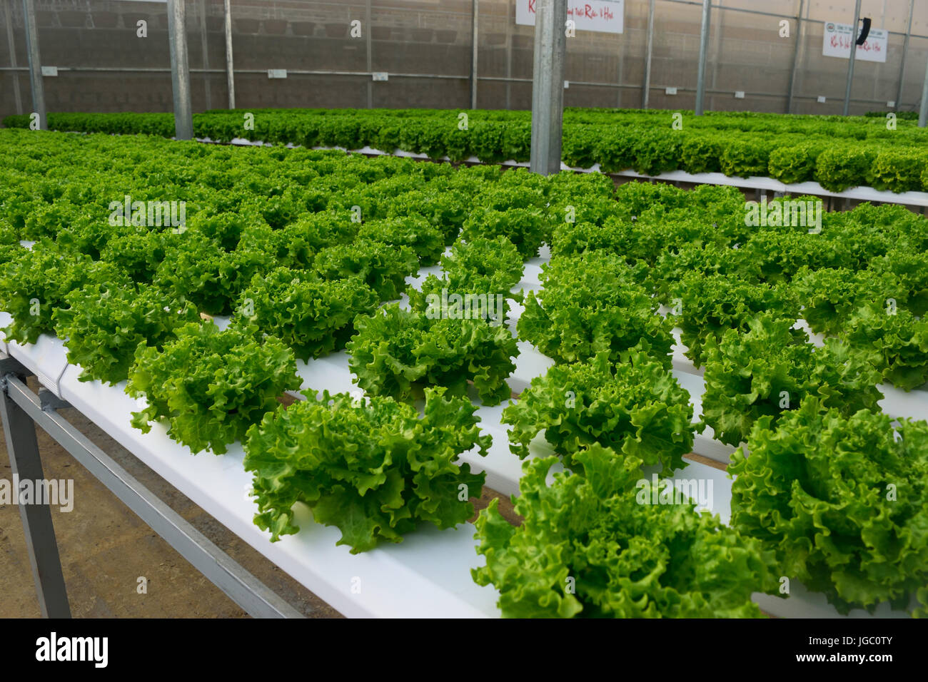 Lettuce garden aerial hi-res stock photography and images - Alamy