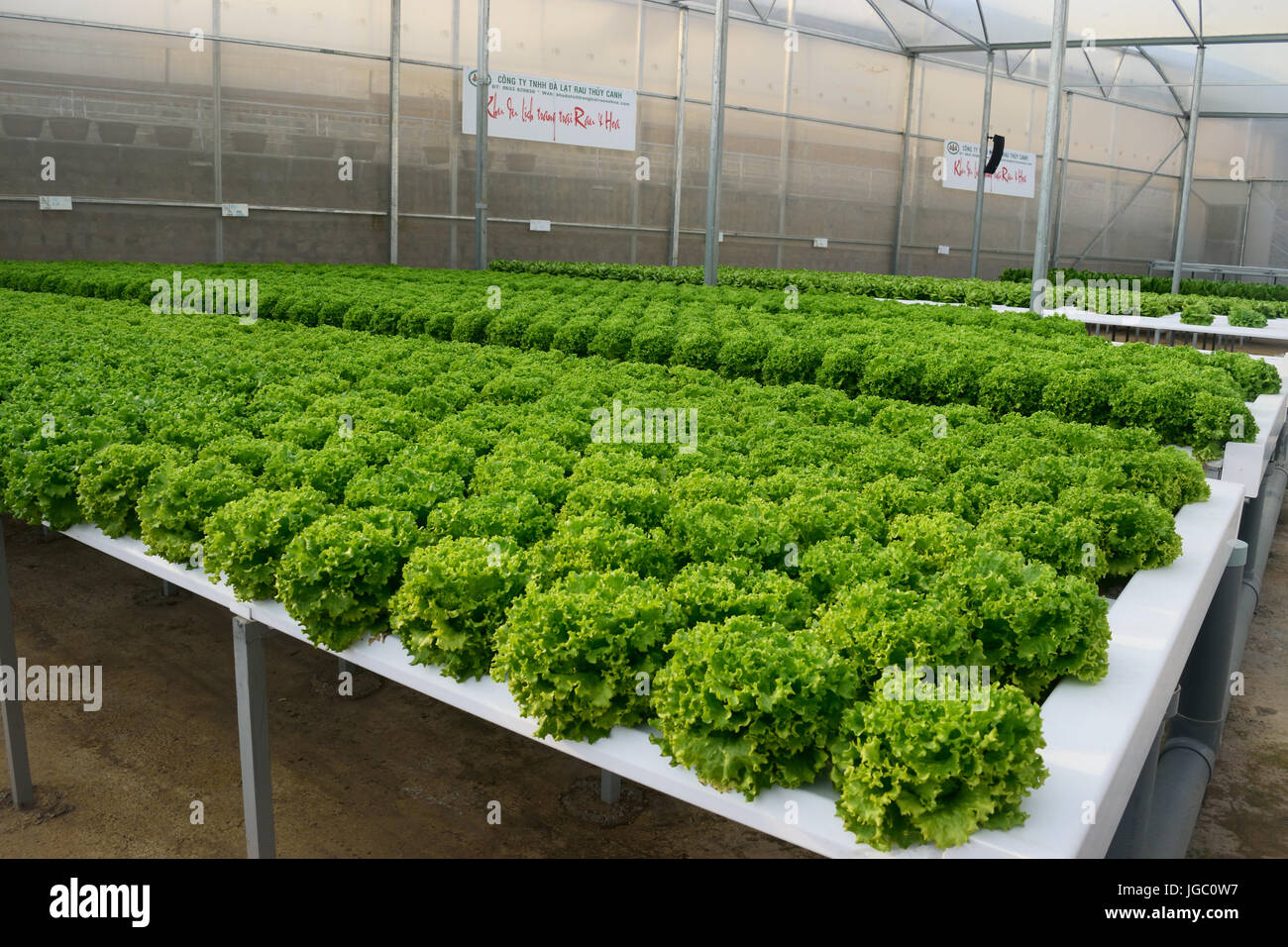 Lettuce garden aerial hi-res stock photography and images - Alamy