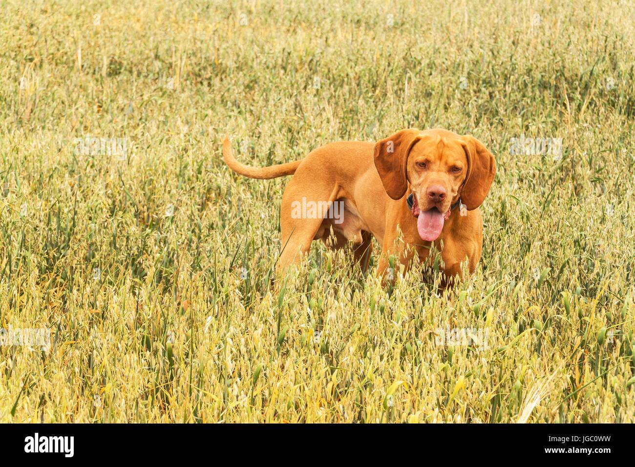 Hungarian hunter Vizsla on hunt in oat field. Summer day Stock Photo ...