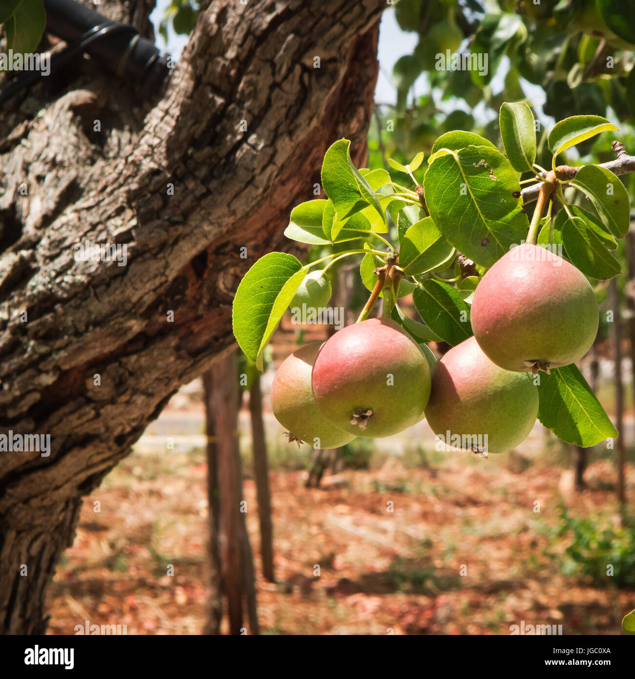 bunches of pears growing in sunlight summer in farmland of Puglia land ...