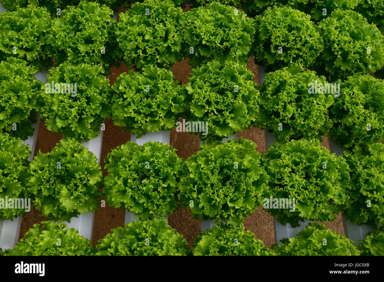 Lettuce garden aerial hi-res stock photography and images - Alamy