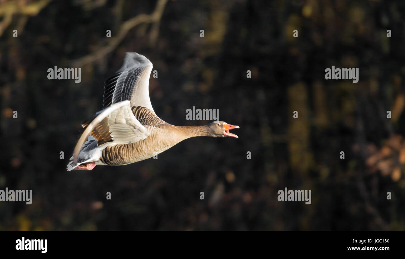 Greylag goose landing hi-res stock photography and images - Alamy