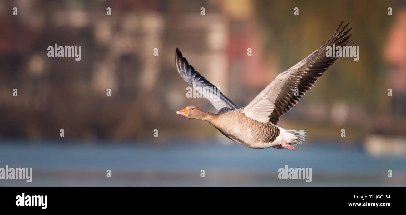 Flying goose brand hi-res stock photography and images - Alamy