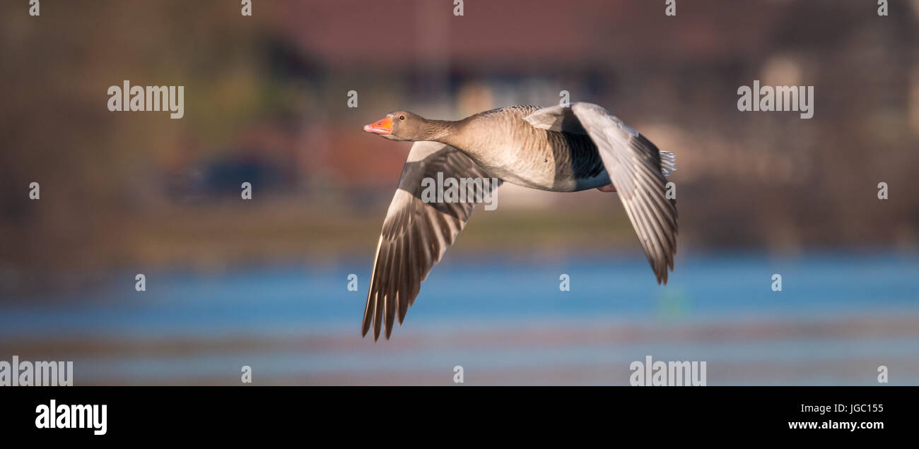 Flying goose brand hi-res stock photography and images - Alamy