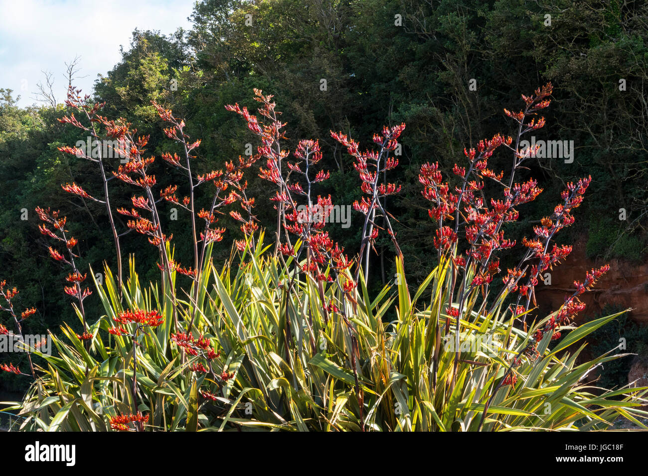 A large phormium tenax variagata in full flower at Sidmouth, Devon ...