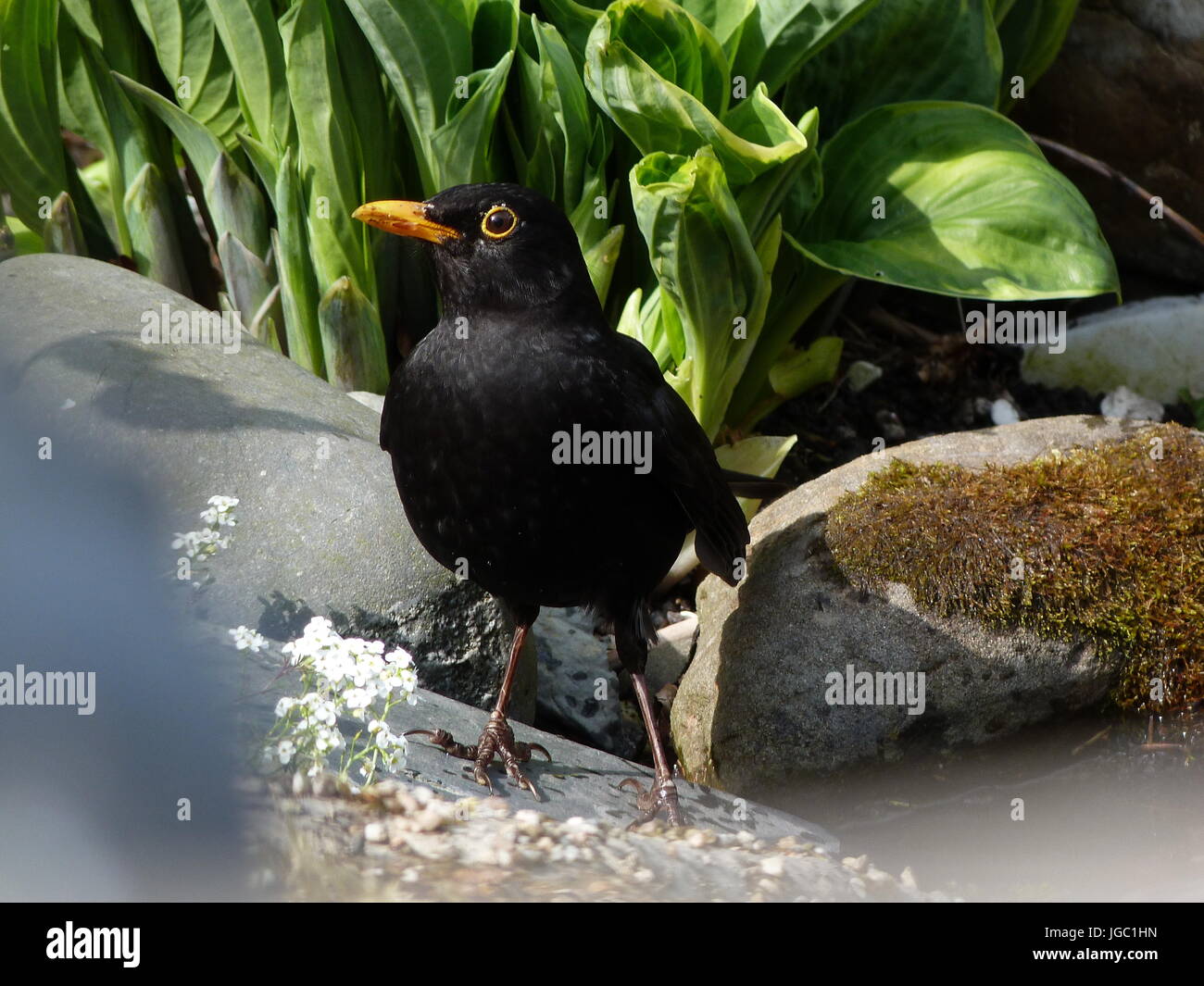 Male blackbird in a garden Stock Photo - Alamy