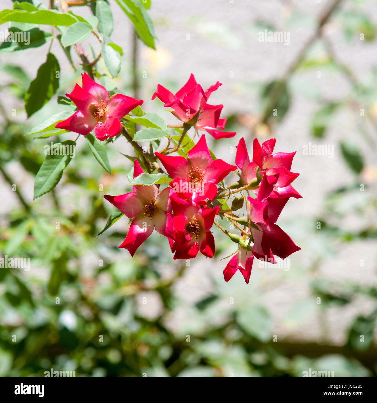 Red and yellow cocktail rambler rose flower Stock Photo - Alamy