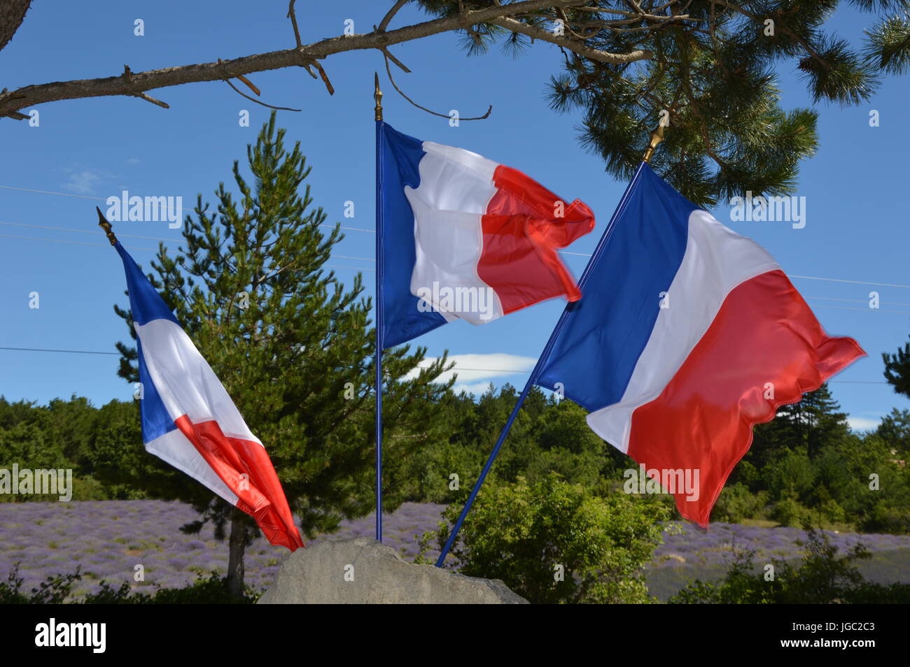 Instead of loyal hi-res stock photography and images - Alamy