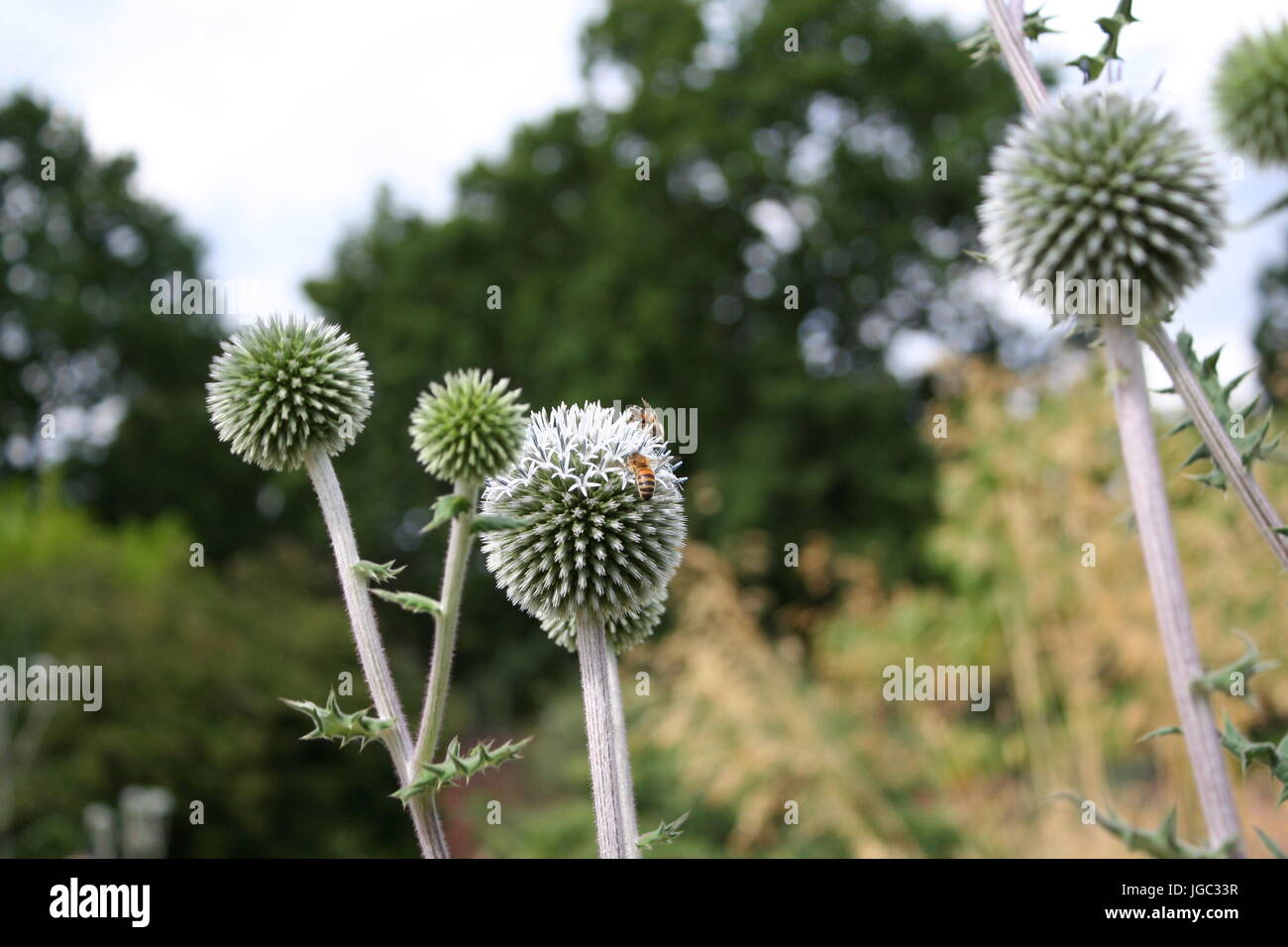 ECHINOPS sphaerocephalus 'Arctic Glow' with Bees Stock Photo - Alamy