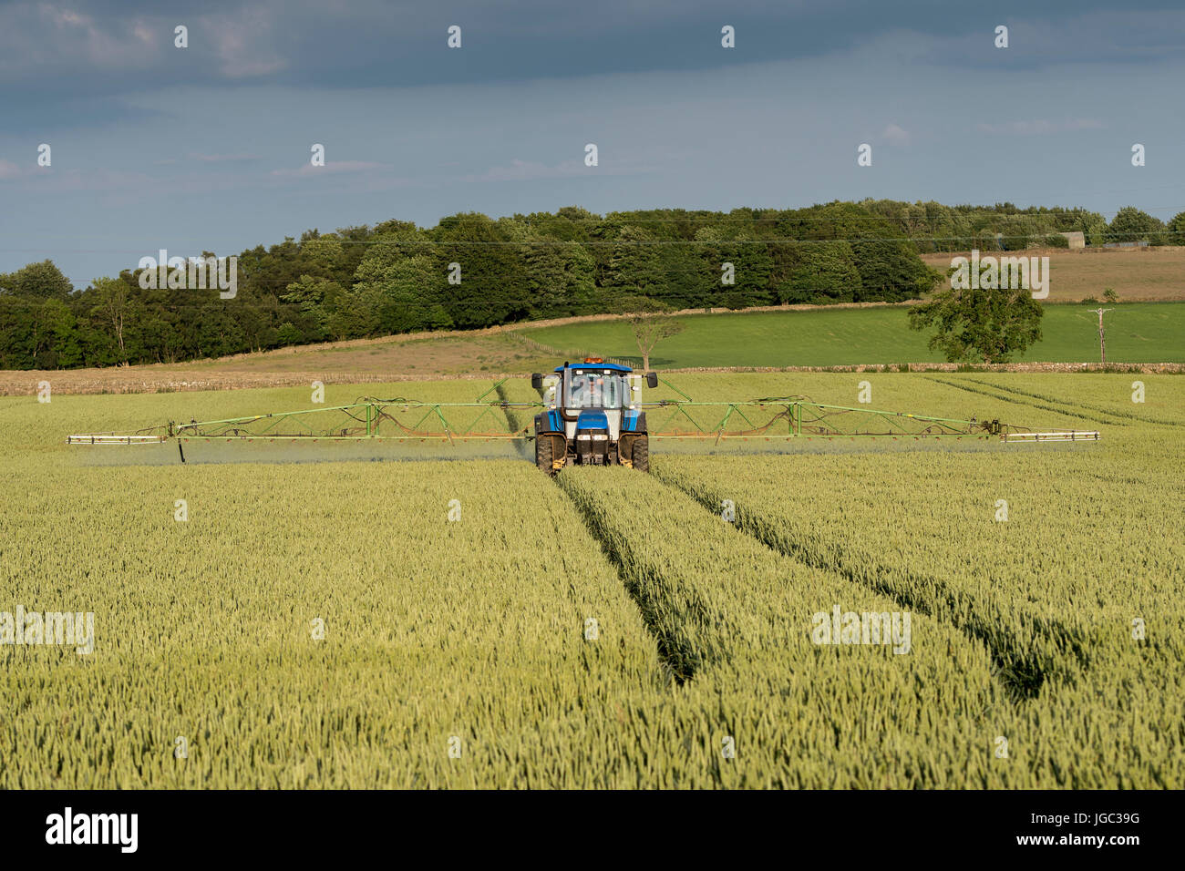 Farmer spraying wheat crop with a herbicide on a summers evening, Co ...