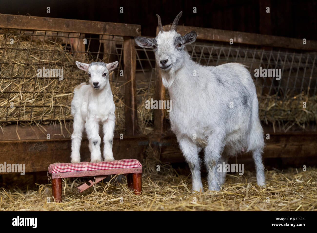 Small nanny goat in hi-res stock photography and images - Alamy