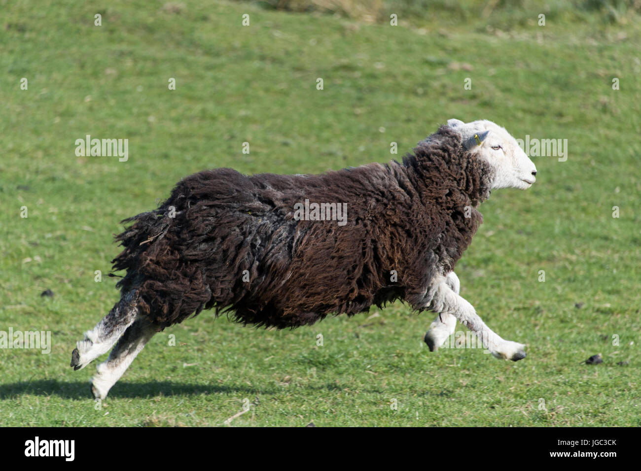 Escaping sheep hi-res stock photography and images - Alamy