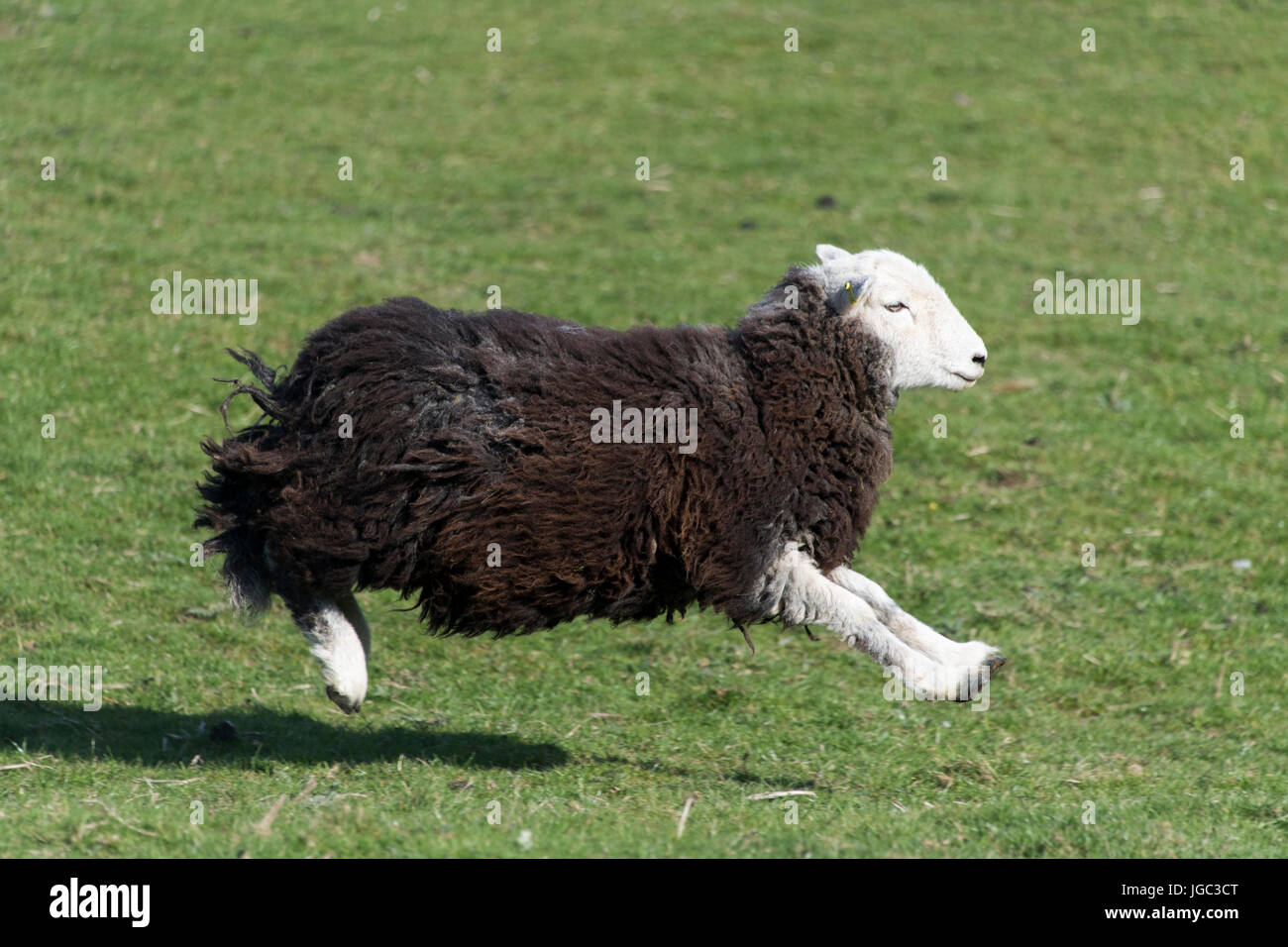 Sheep running away hi-res stock photography and images - Alamy