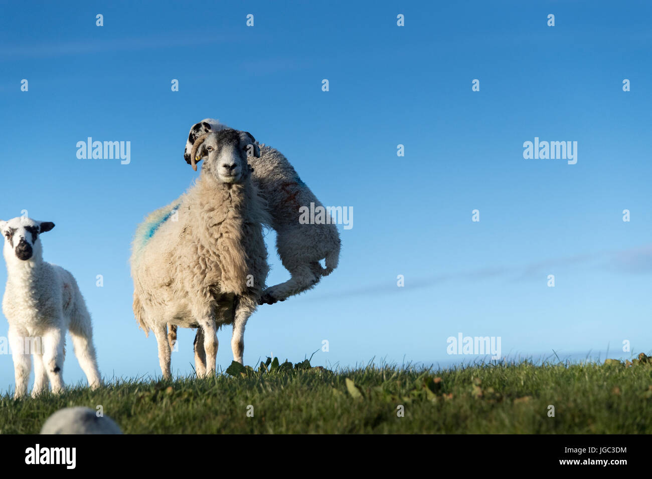 Baby lamb jumping hi-res stock photography and images - Alamy