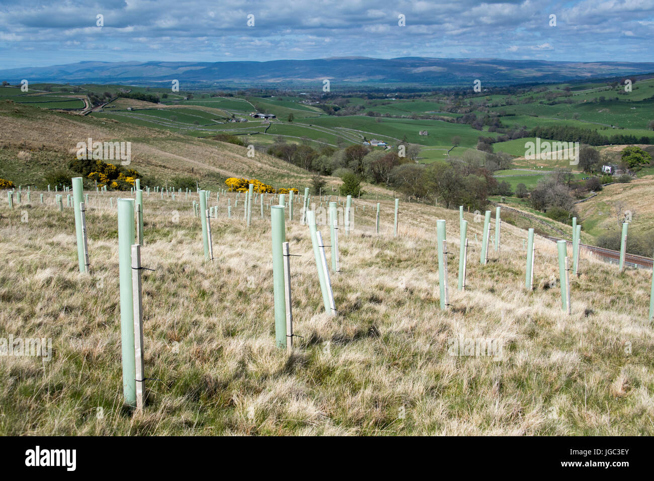 Newly planted trees on moorland hi-res stock photography and images - Alamy