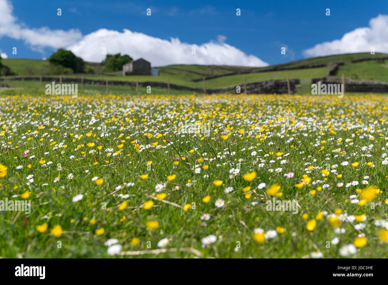 Wildflower meadow england hi-res stock photography and images - Alamy