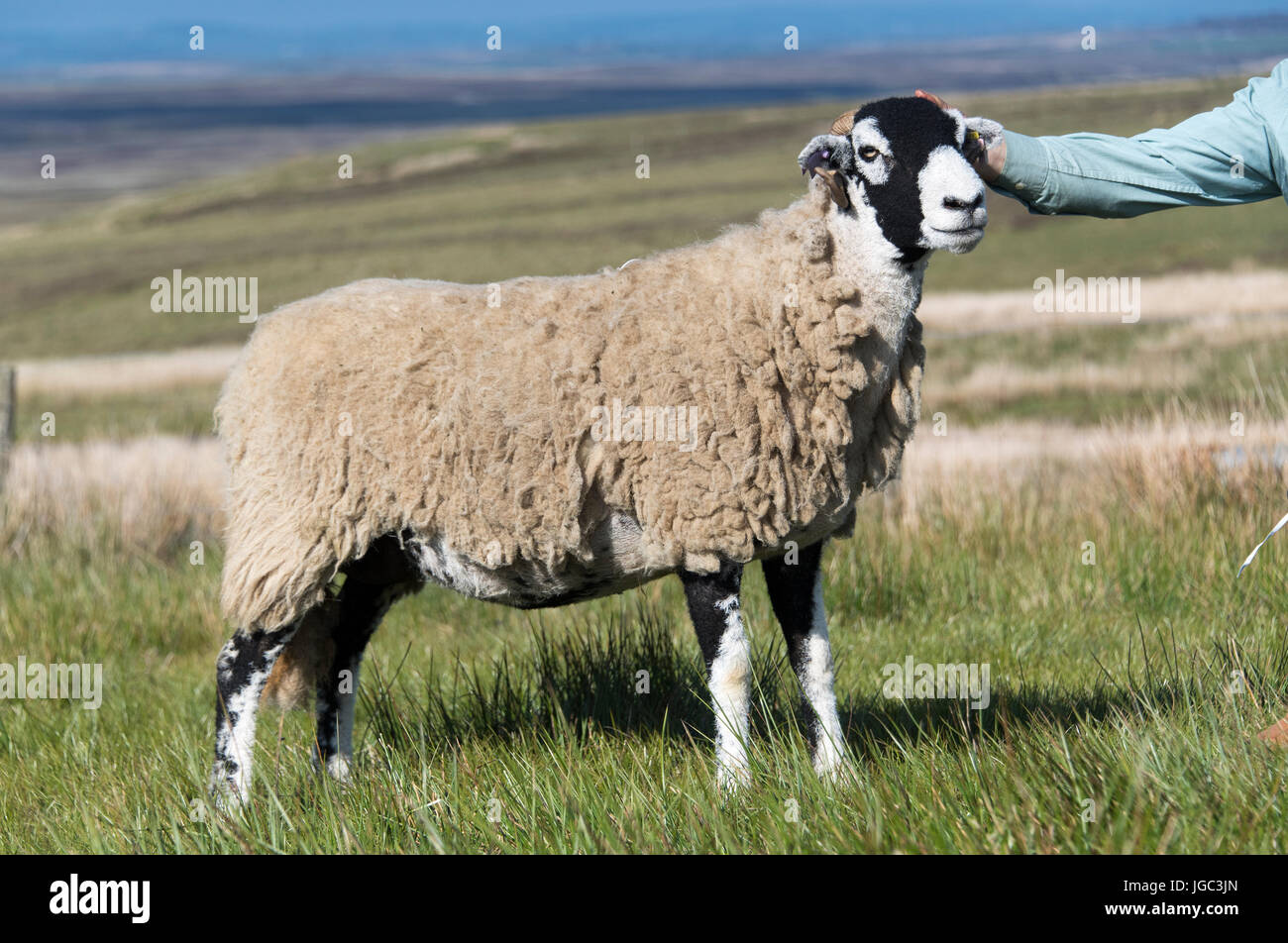 Swaledale ewe being held by shepherd on moorland. North Yorkshire, UK ...