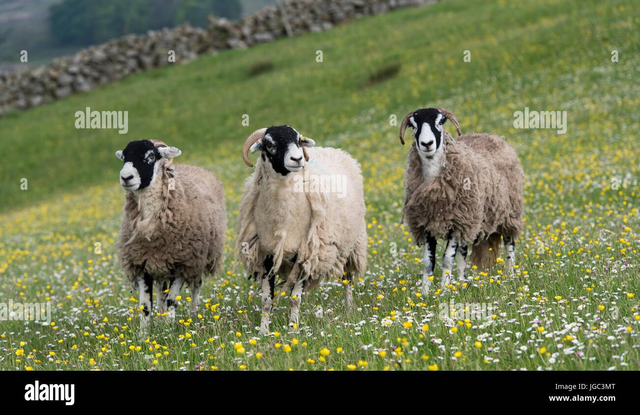 Swaledale sheep in upland pasture ready to be showed in late spring ...