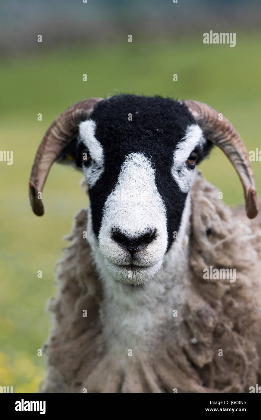 Swaledale sheep in upland pasture ready to be showed in late spring ...