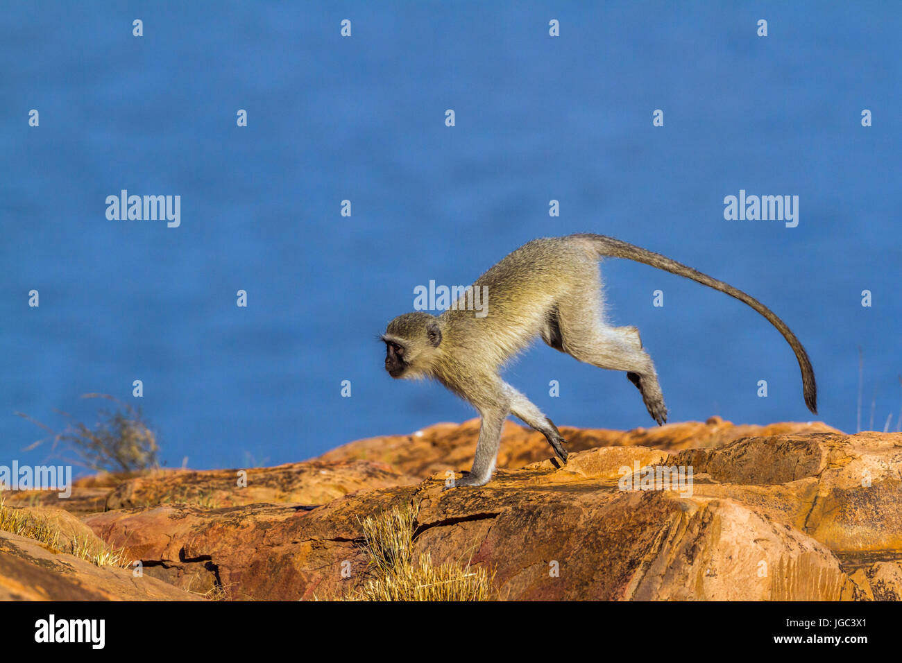 Vervet monkey in Kruger national park, South Africa ; Specie ...