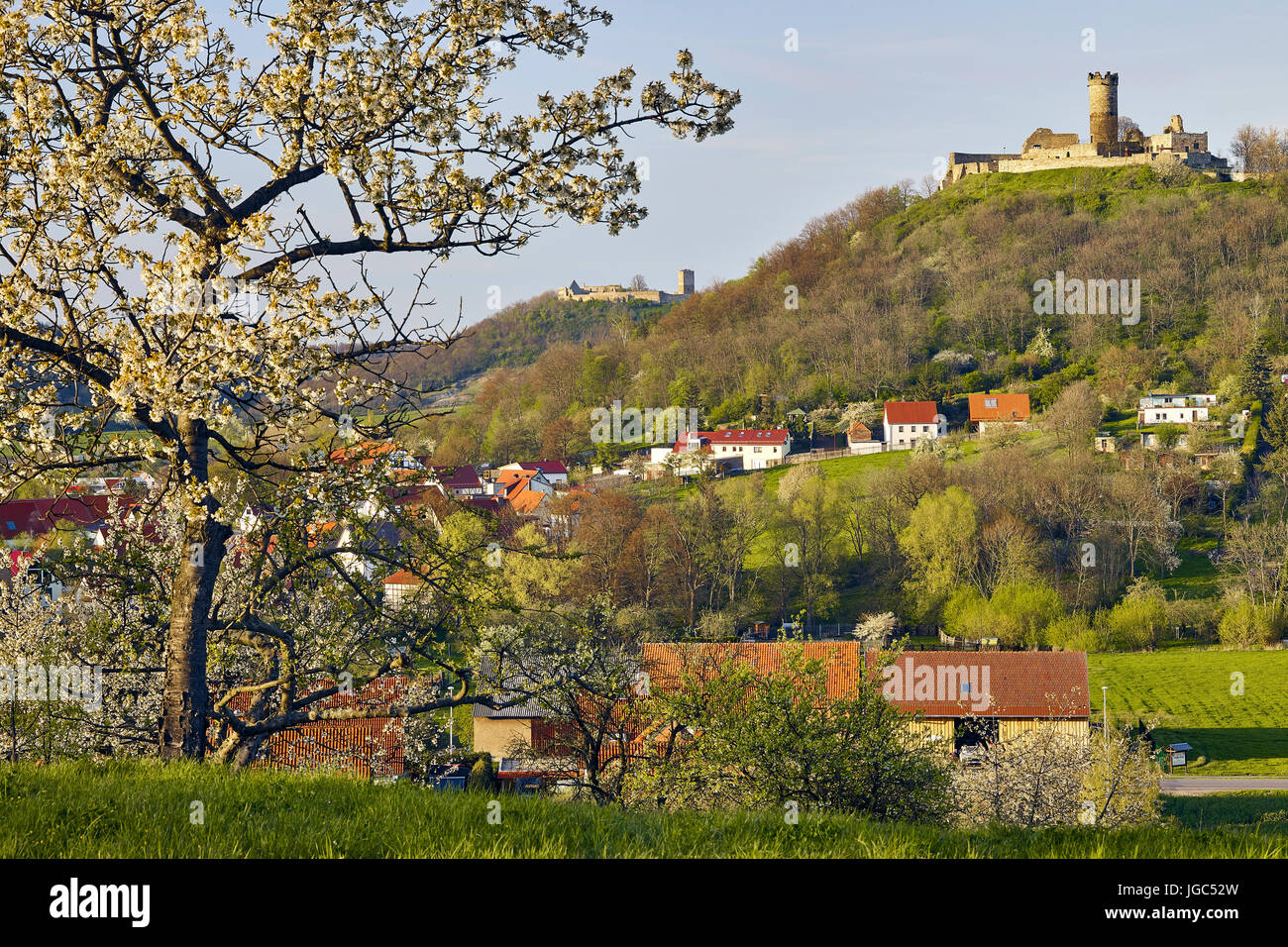 Flowering fruit trees at Muhlberg with Gleichen Castle and Mühlburg ...