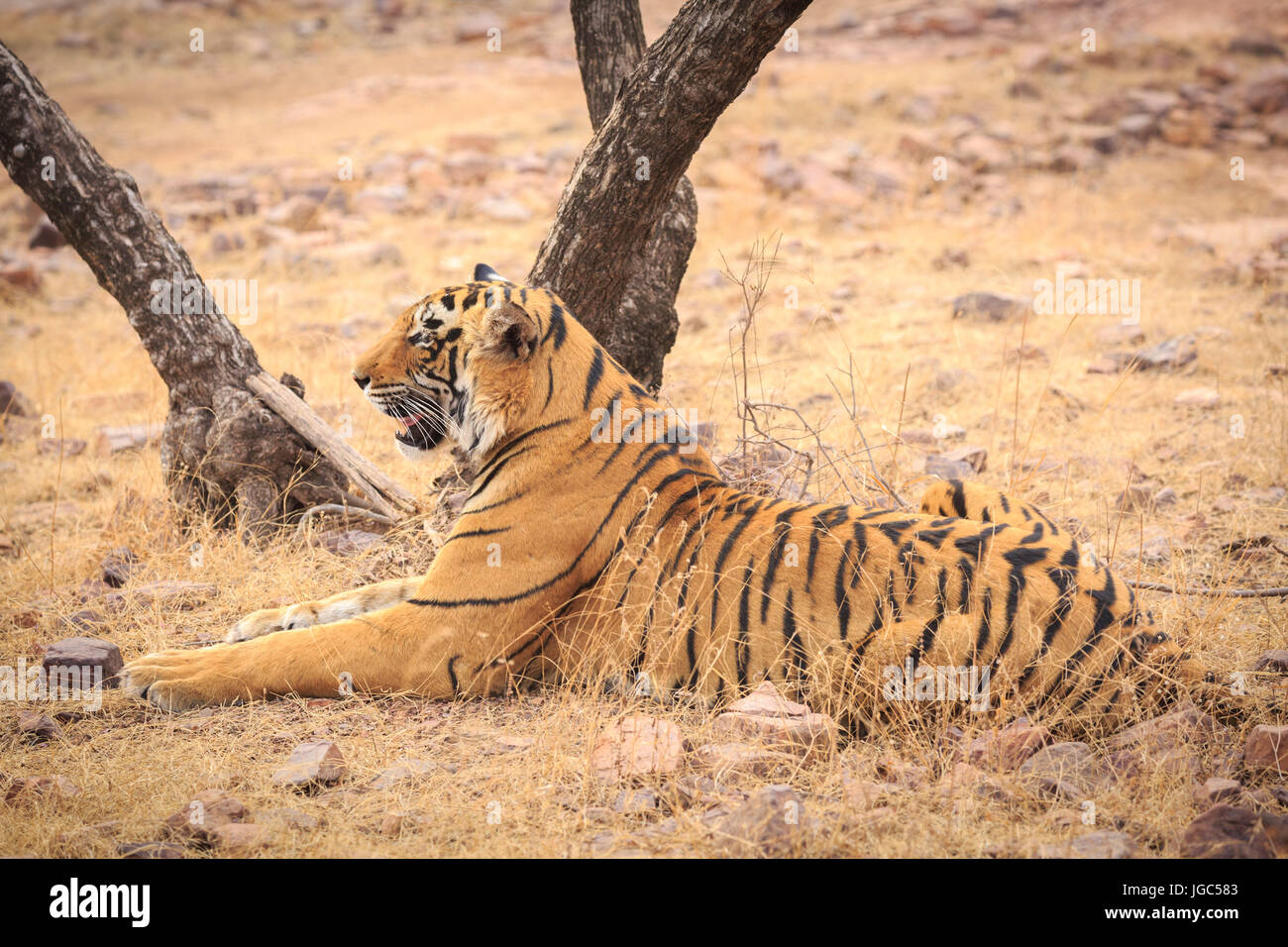 Animals Of Rajasthan High Resolution Stock Photography and Images - Alamy
