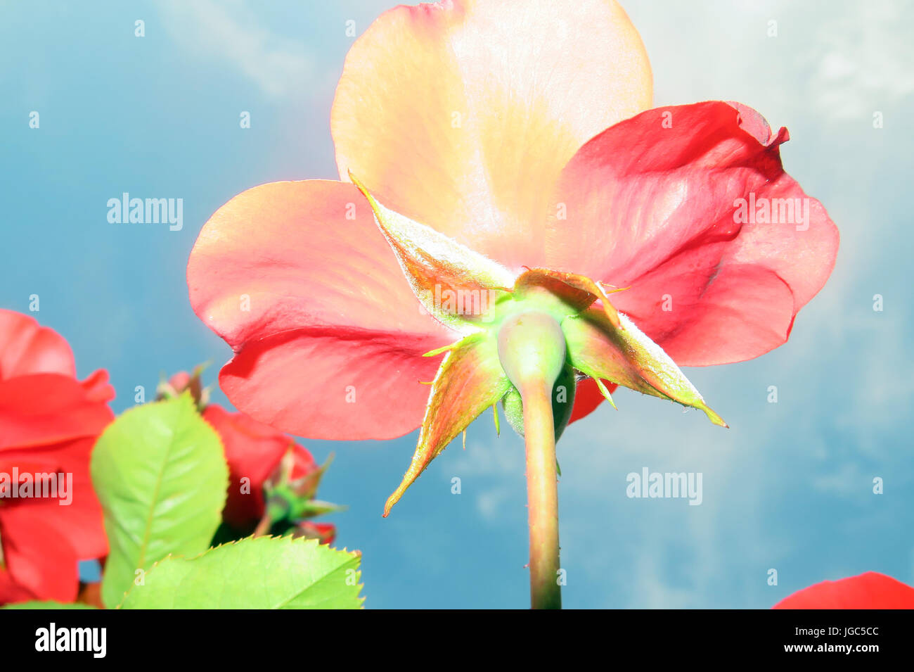 Perigynous hi-res stock photography and images - Alamy
