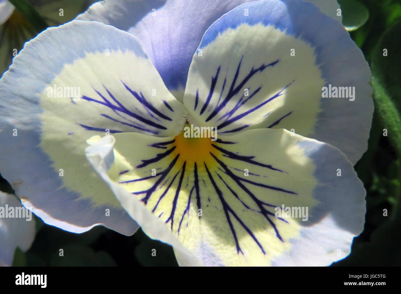 Perigynous hi-res stock photography and images - Alamy