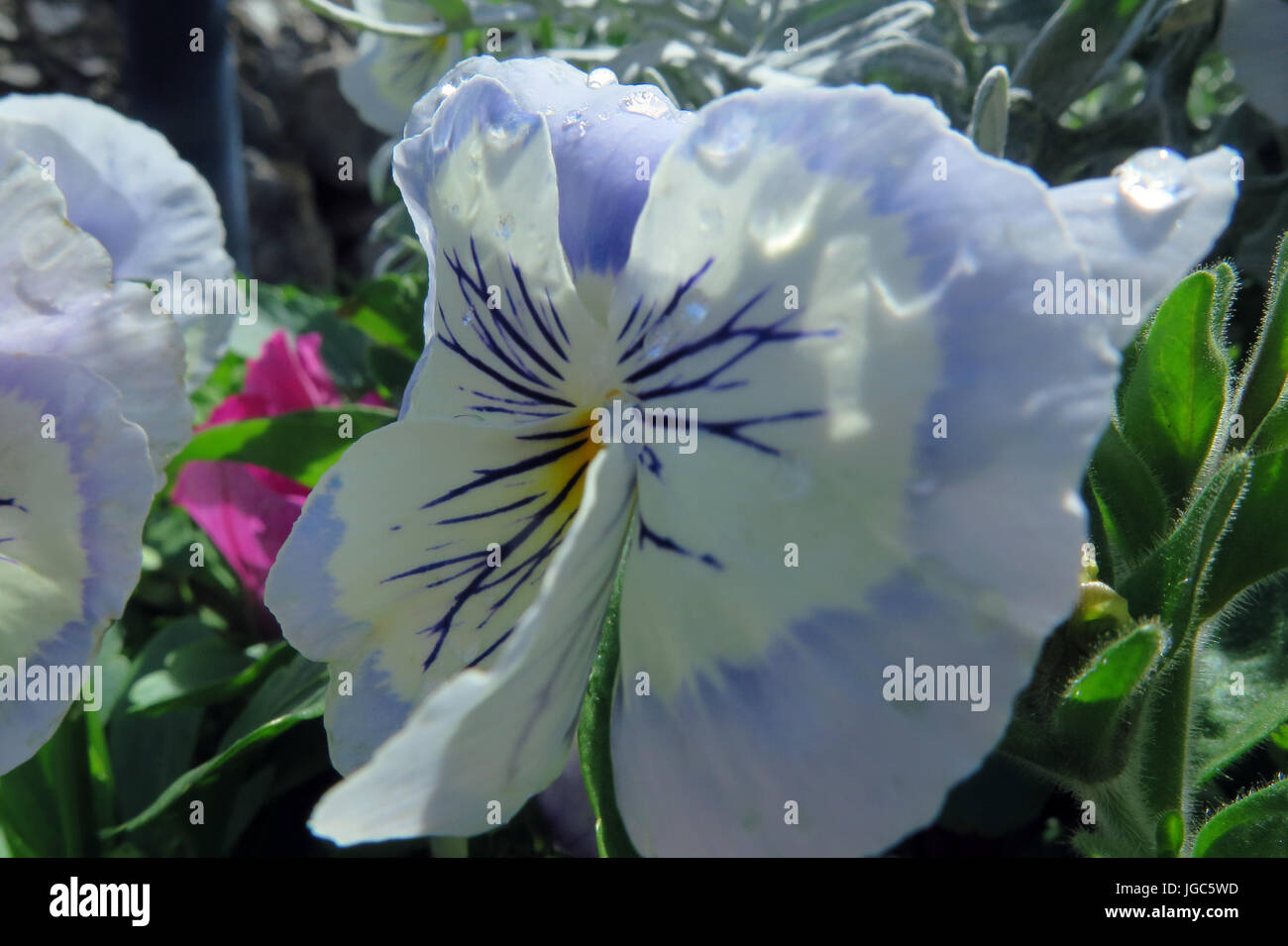 Perigynous hi-res stock photography and images - Alamy